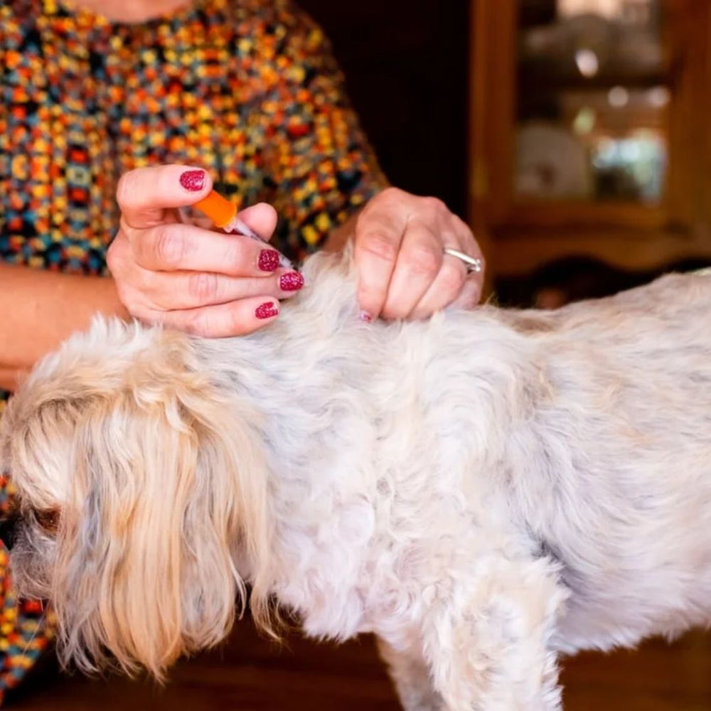 Giving Your Diabetic Dog an Insulin Shot | Canine Diabetes Care ...